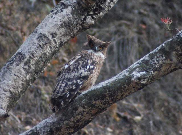 birds of rajaji national park, bird watching in rajaji natioanl park