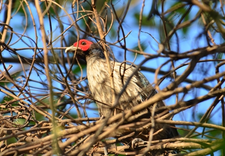 birds of rajaji national park, bird watching in rajaji natioanl park