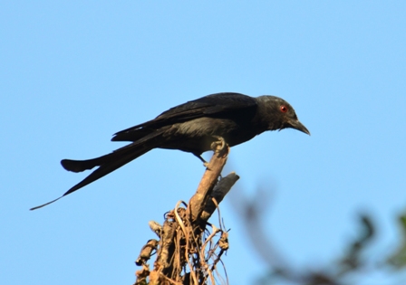 birds of rajaji national park, bird watching in rajaji natioanl park