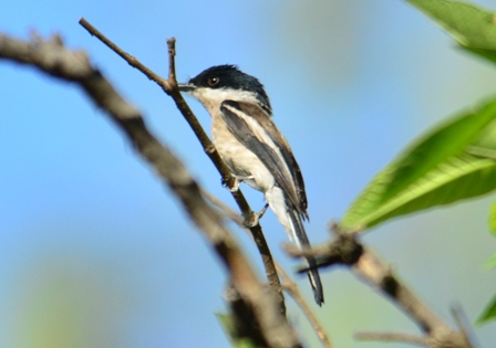 birds of rajaji national park, bird watching in rajaji natioanl park