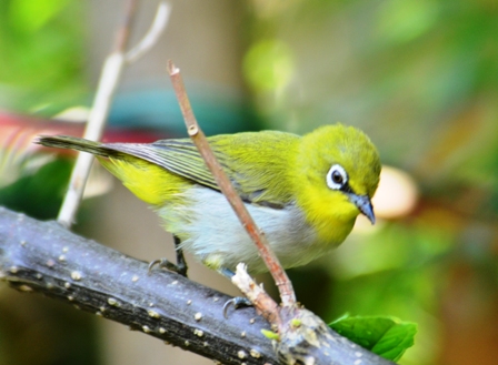 birds of rajaji national park, bird watching in rajaji natioanl park