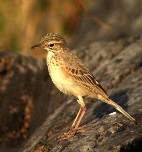 birds of rajaji national park, bird watching in rajaji natioanl park