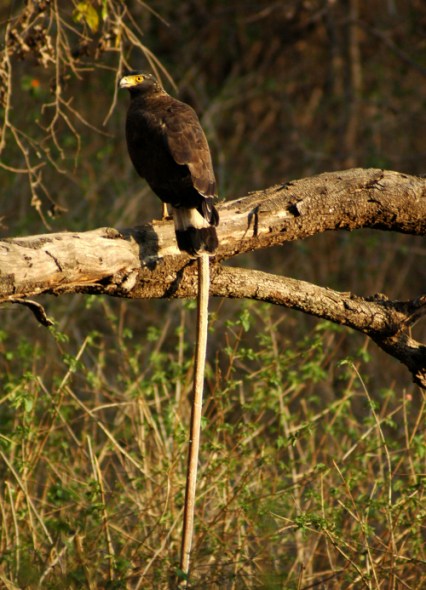 birds of rajaji national park, bird watching in rajaji natioanl park
