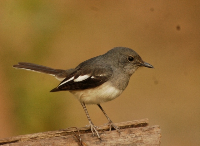birds of rajaji national park, bird watching in rajaji natioanl park