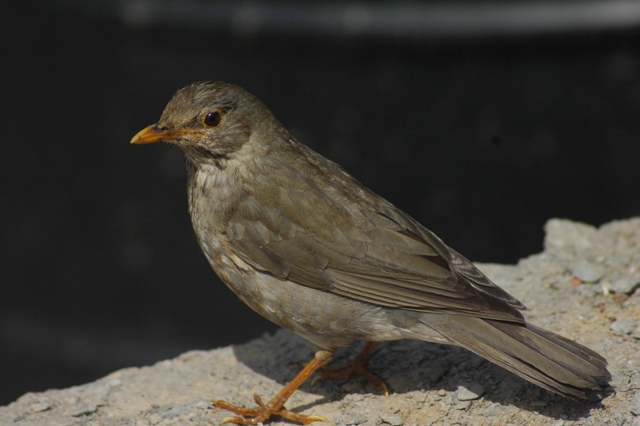 birds of rajaji national park, bird watching in rajaji natioanl park