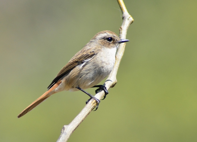 birds of rajaji national park, bird watching in rajaji natioanl park