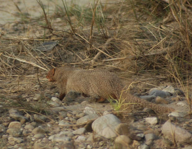 Common Mongoose
