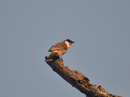 birds of rajaji national park, bird watching in rajaji natioanl park