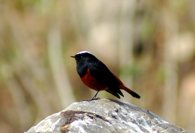 birds of rajaji national park, bird watching in rajaji natioanl park