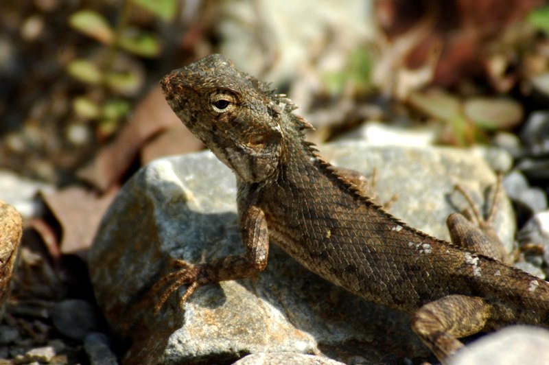 Calotes sp.