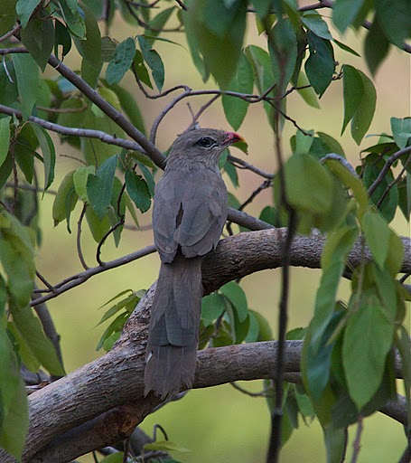birds of rajaji national park, bird watching in rajaji natioanl park